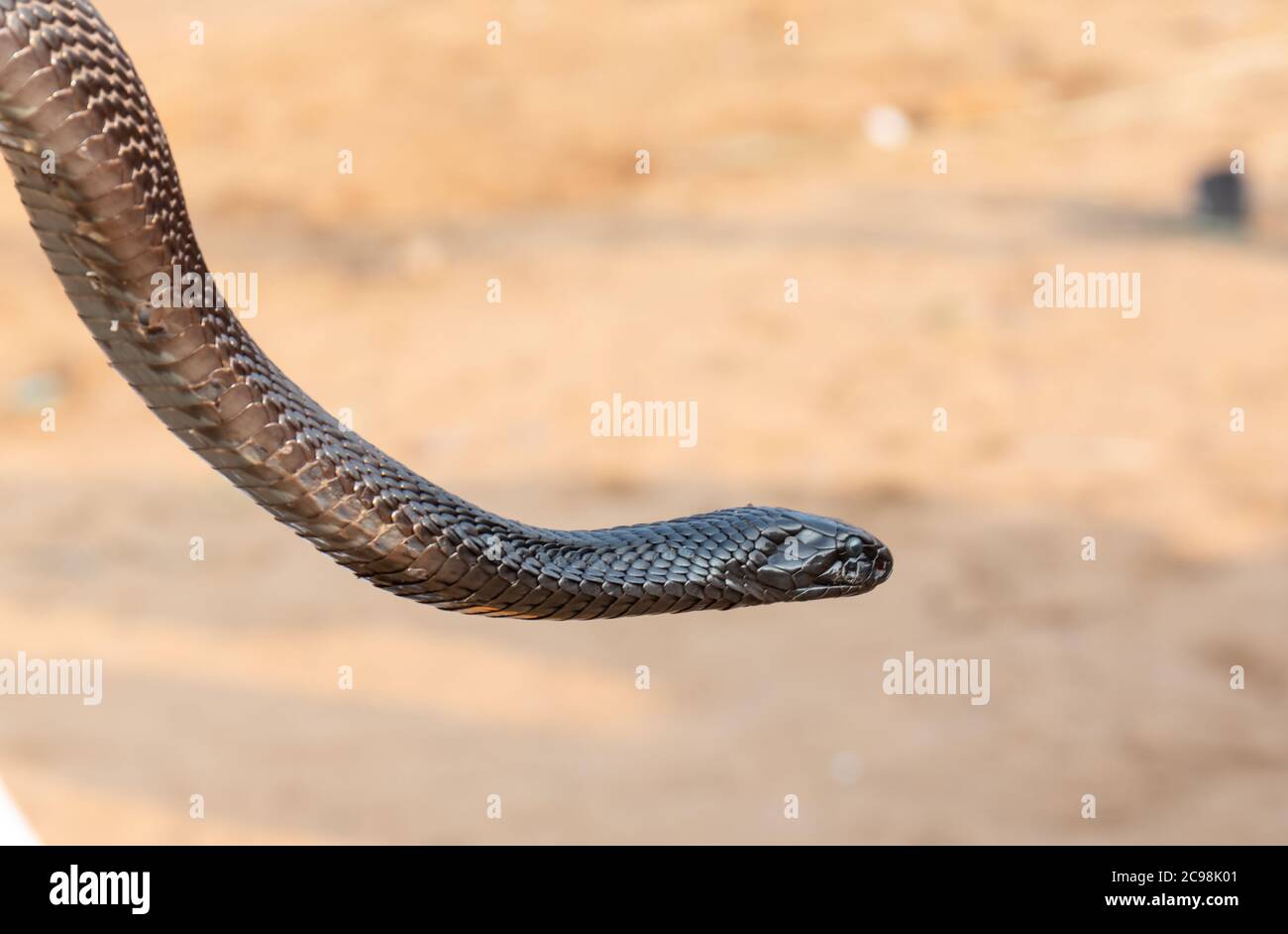 Black desert cobra hi-res stock photography and images - Alamy