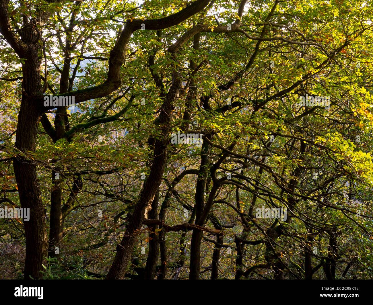 Autumn lea color hi-res stock photography and images - Alamy