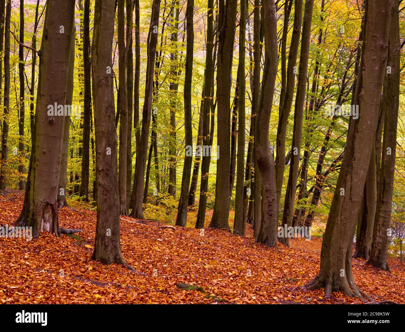 Autumn trees in woodland at Linacre Reservoir near Chesterfield in the ...