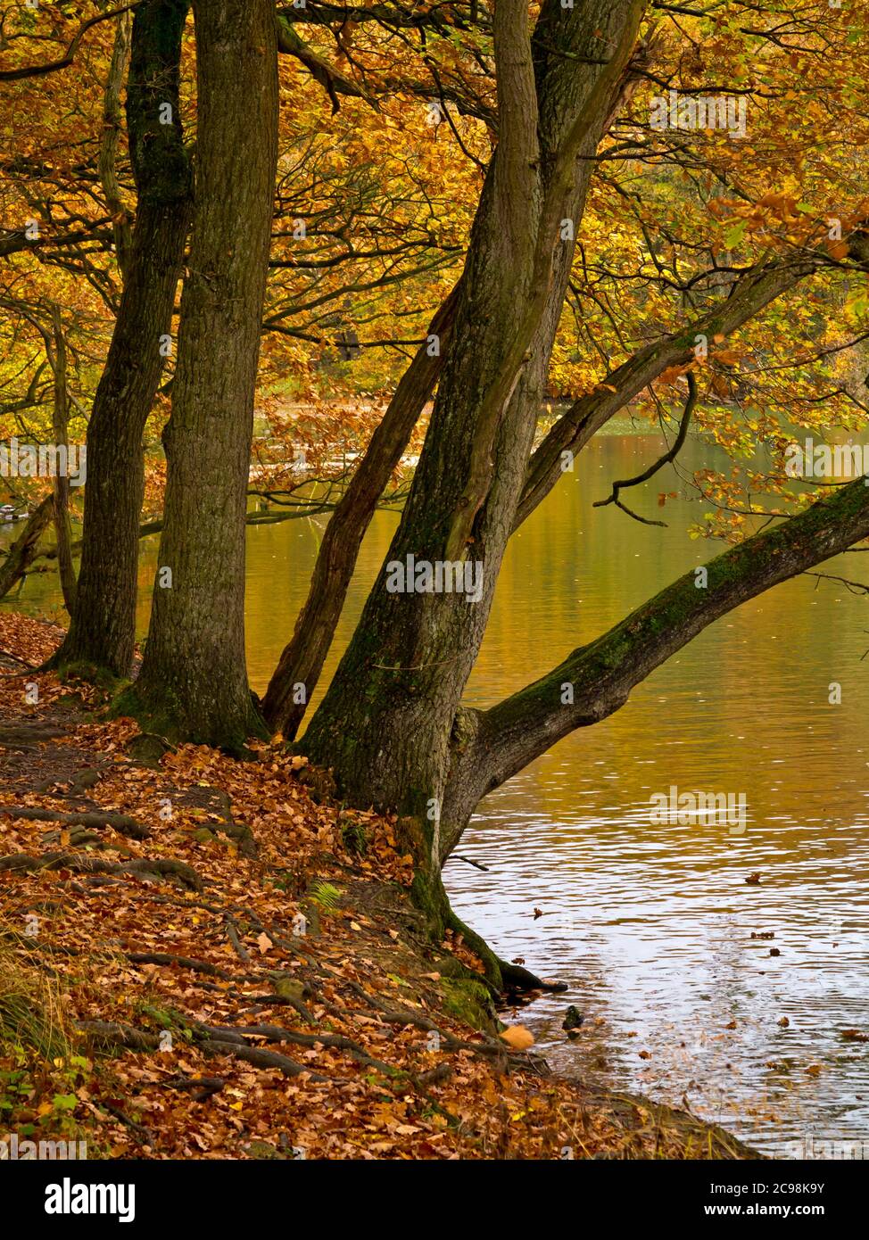 Autumn trees in woodland at Linacre Reservoir near Chesterfield in the ...