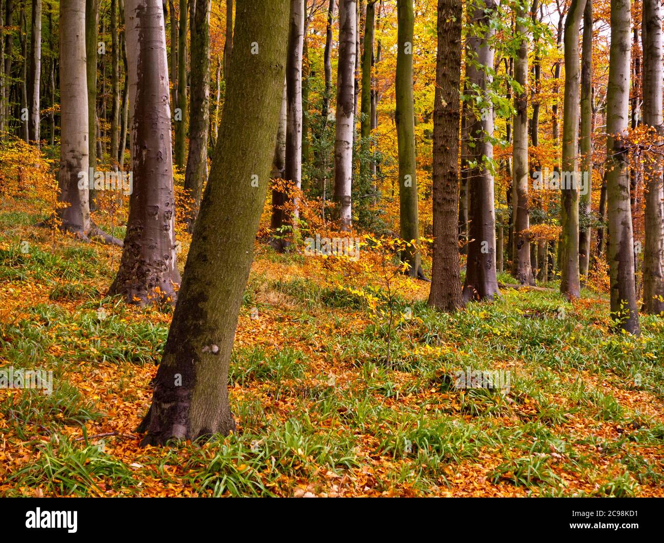Autumn trees in woodland at Linacre Reservoir near Chesterfield in the ...