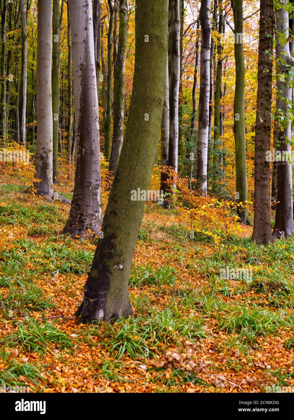 Autumn trees in woodland at Linacre Reservoir near Chesterfield in the ...
