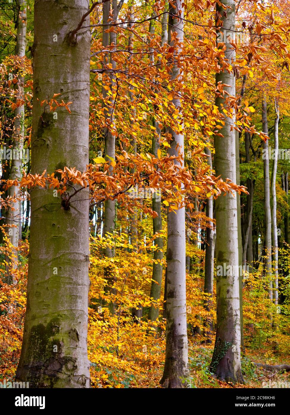 Autumn trees in woodland at Linacre Reservoir near Chesterfield in the ...