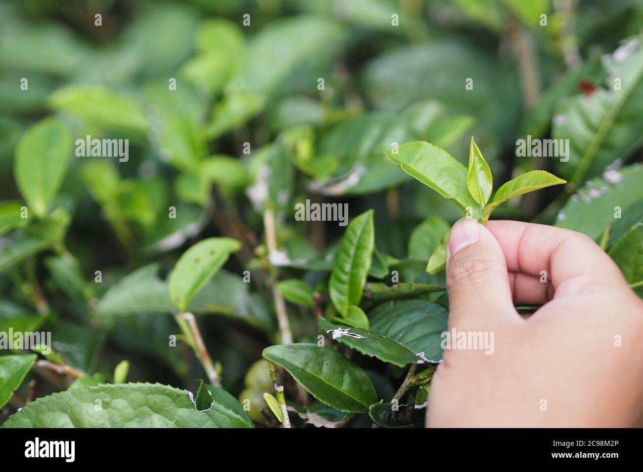 Assam tea picker hi-res stock photography and images - Alamy