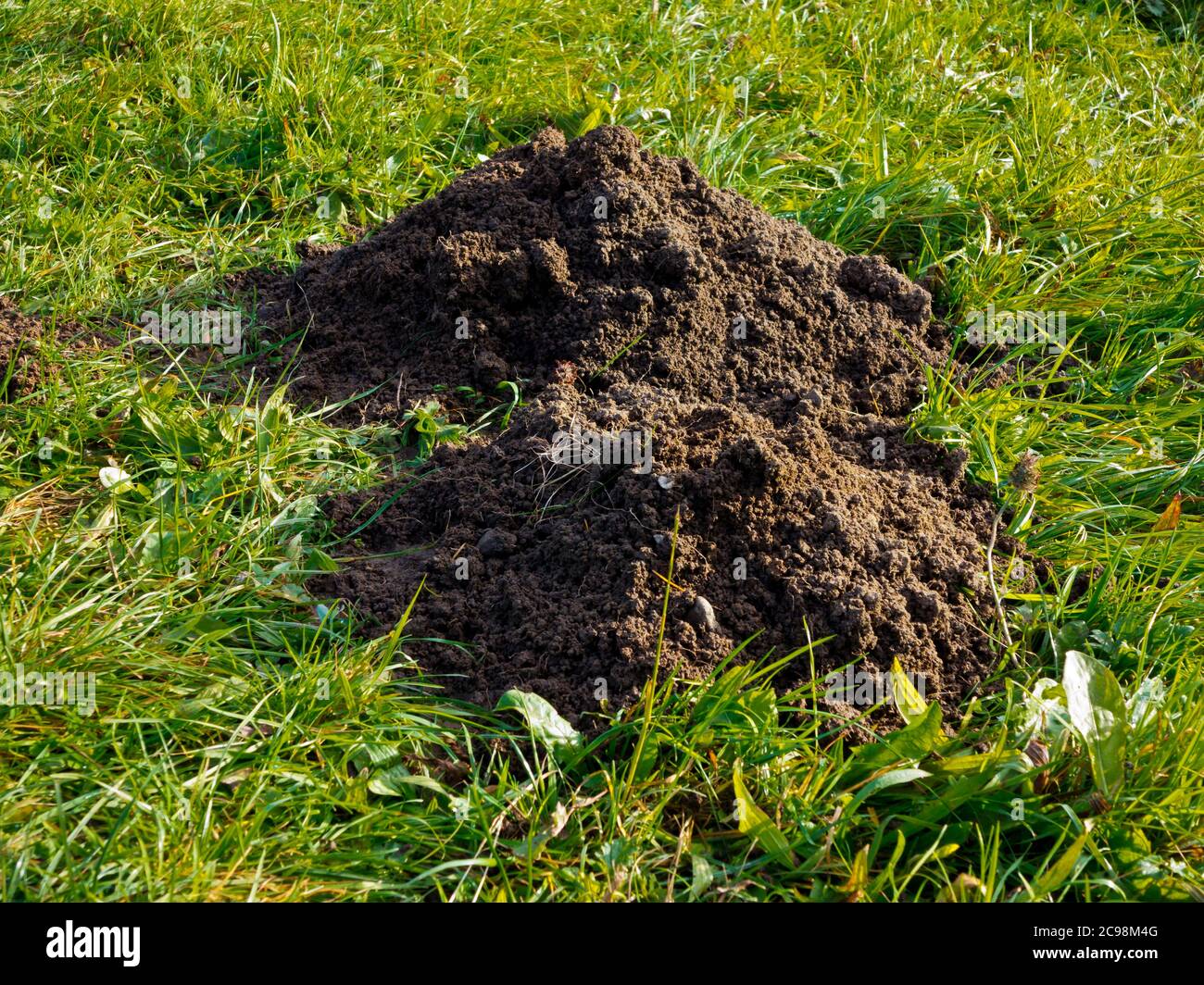 Garden pests hi-res stock photography and images - Alamy