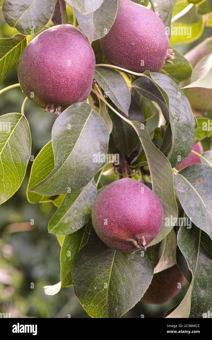 Red pears on a tree. Close up Stock Photo - Alamy