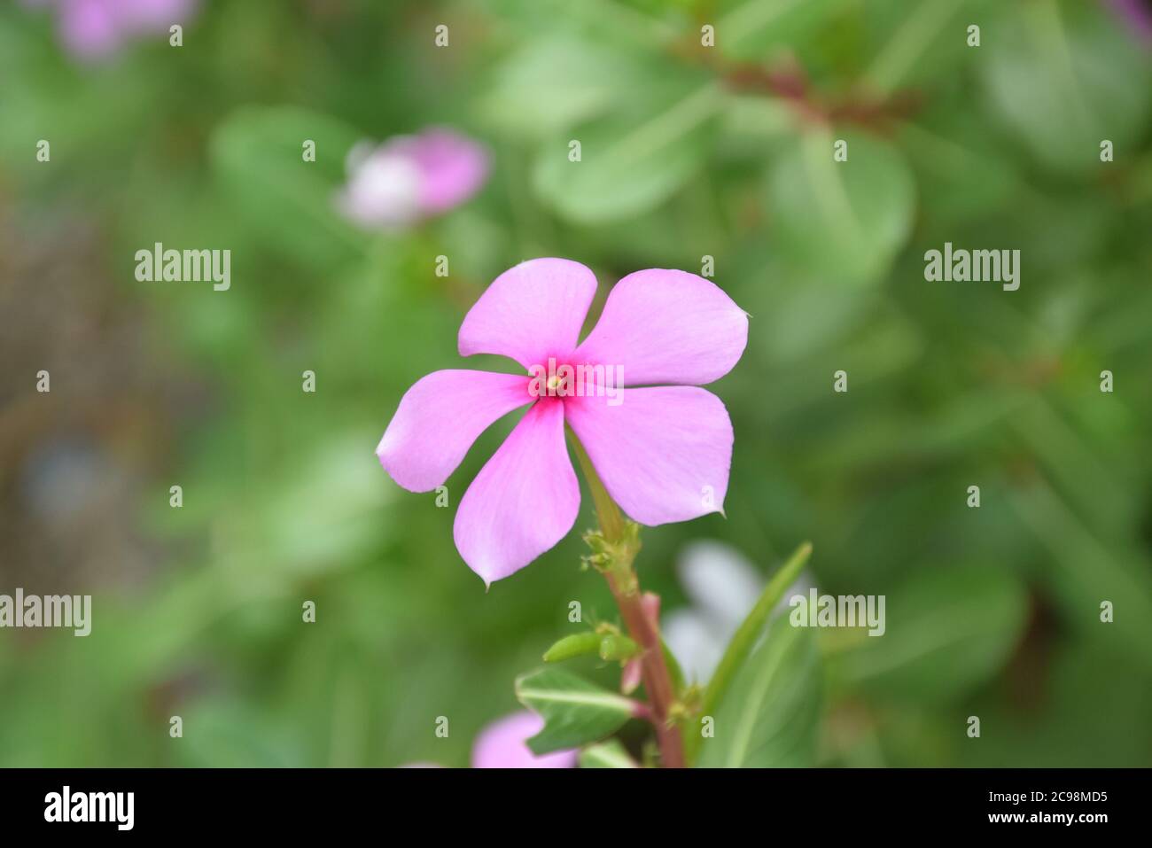 Ping flower hi-res stock photography and images - Alamy