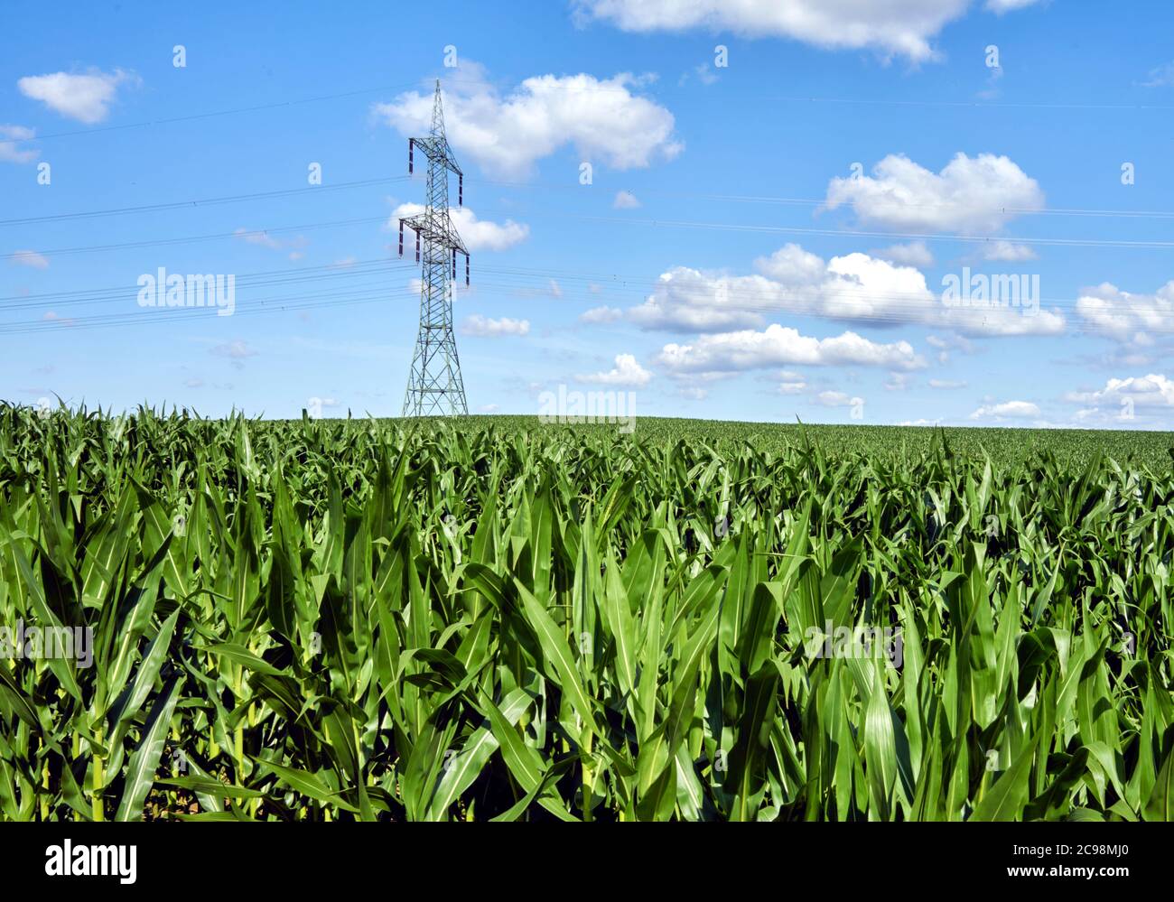 Tall corn plants hi-res stock photography and images - Alamy
