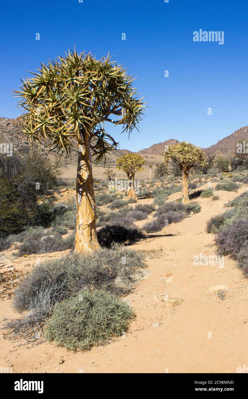 Quiver trees, Aloidendron dichotomum, next to a path, on a sunny day ...