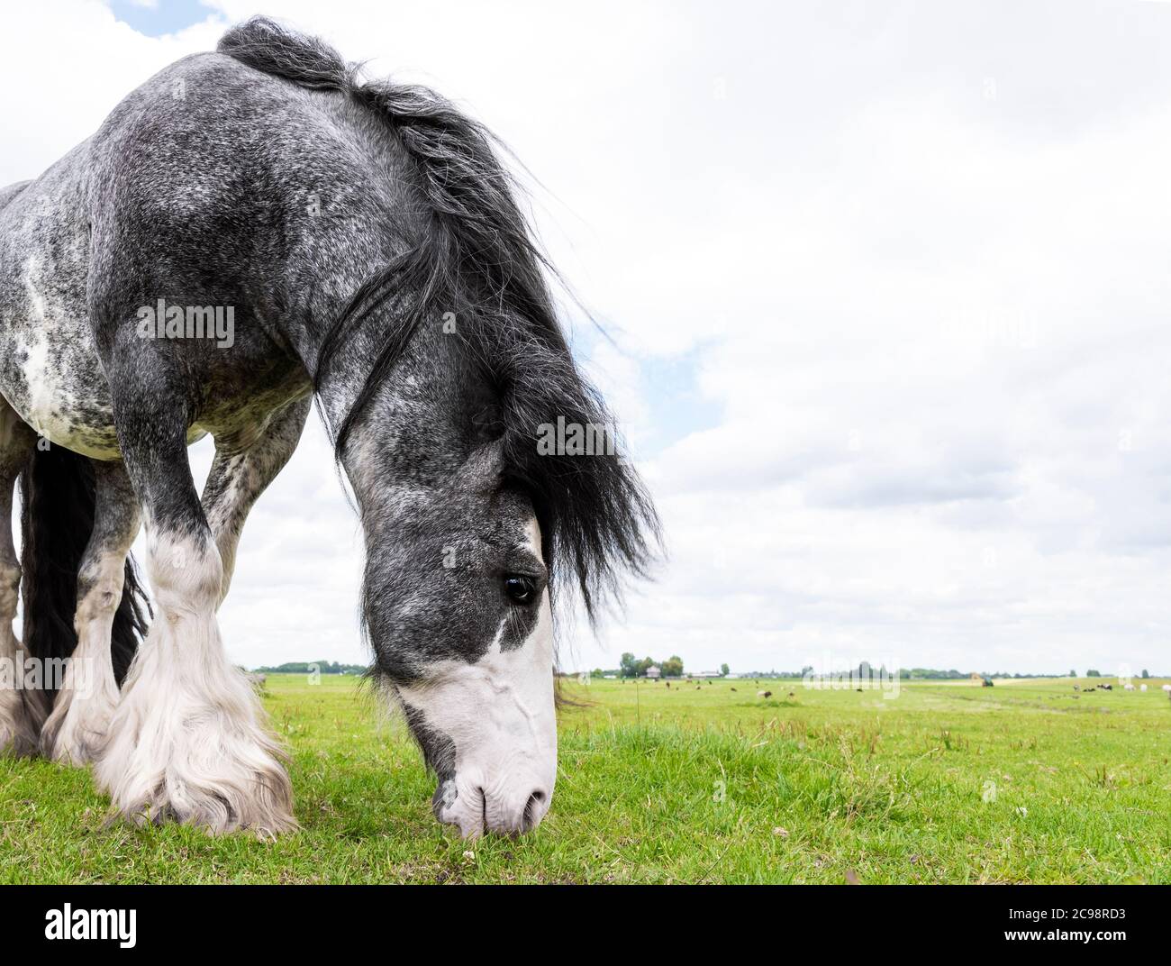 Dutch draught horse hi-res stock photography and images - Alamy