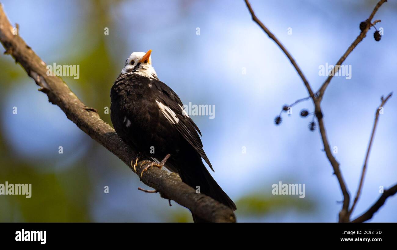 Leucism turdus merula hi-res stock photography and images - Alamy