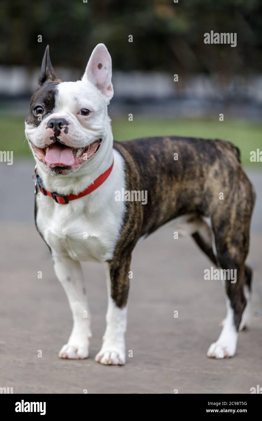 Boston bulldog hi-res stock photography and images - Alamy