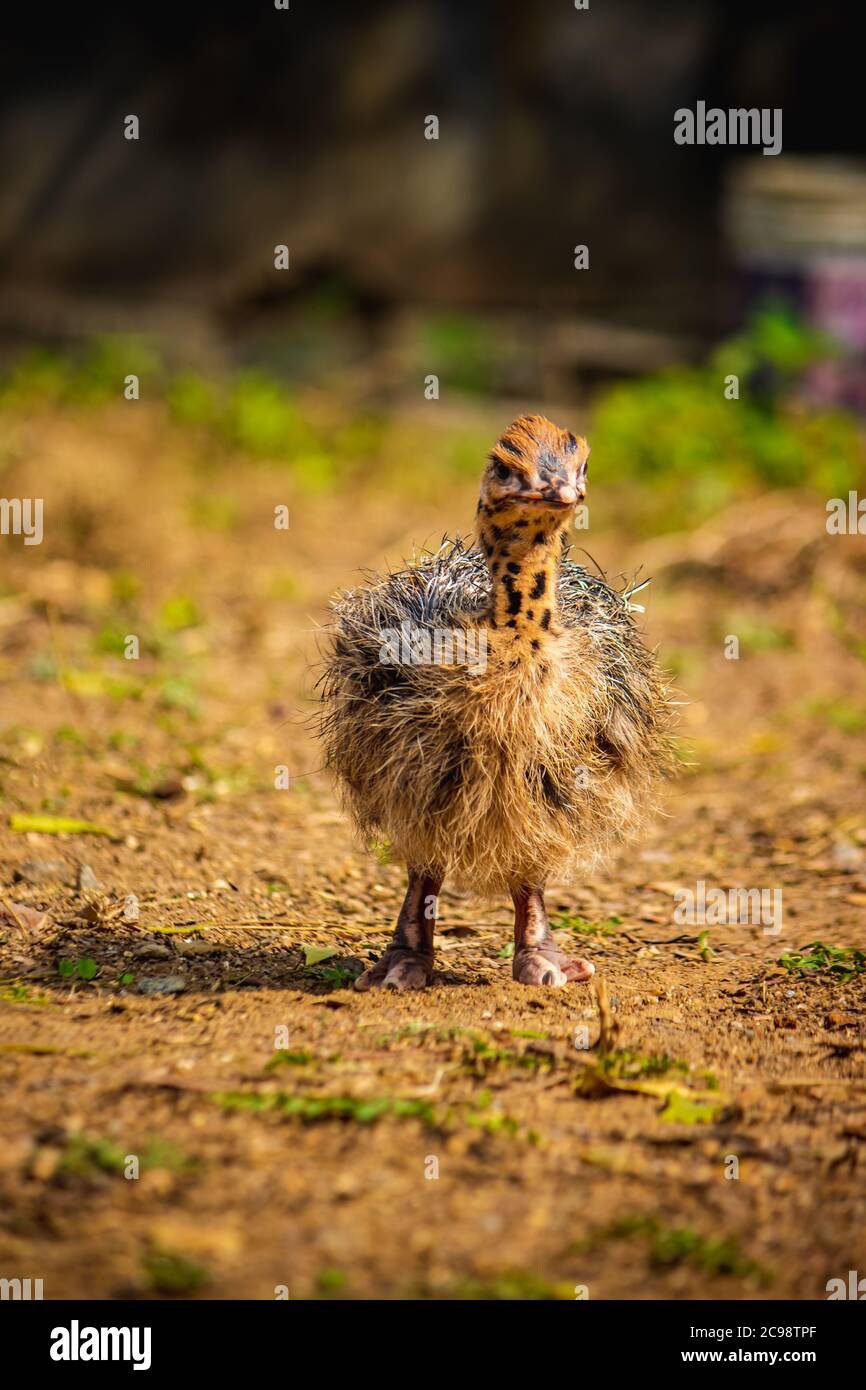 Baby Ostrich portrait .Solo baby ostrich stand on forest .World larges ...