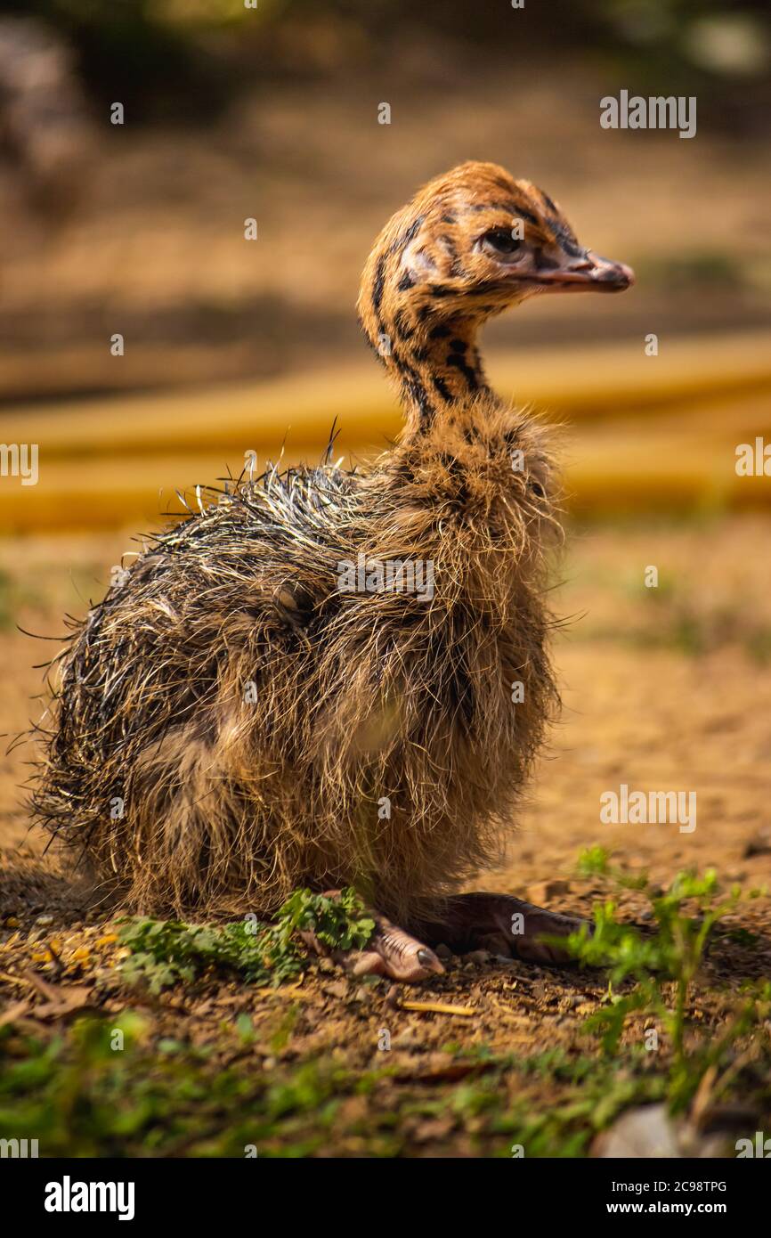 Baby Ostrich portrait .Solo baby ostrich stand on forest .World larges ...