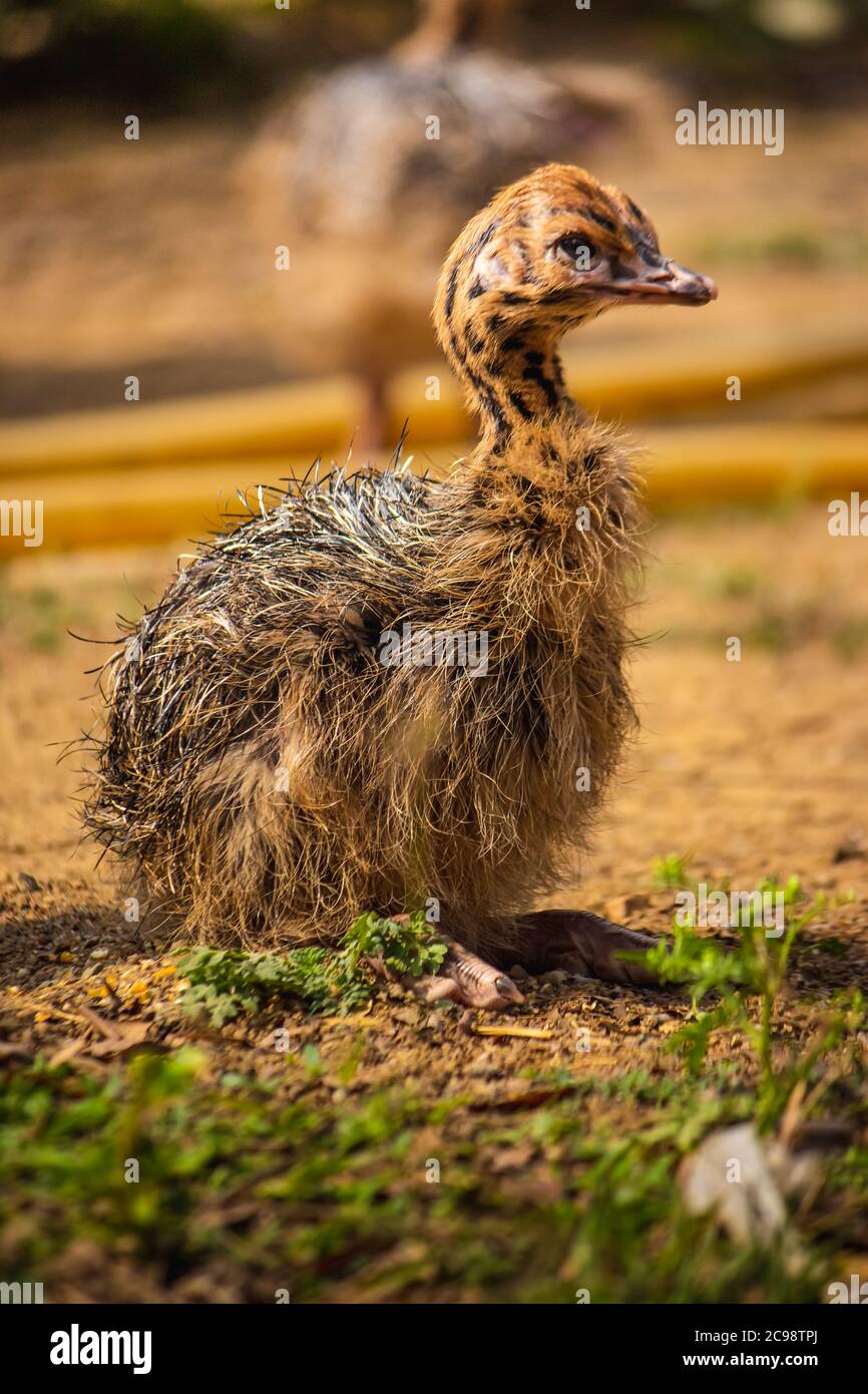 Baby Ostrich portrait .Solo baby ostrich stand on forest .World larges ...