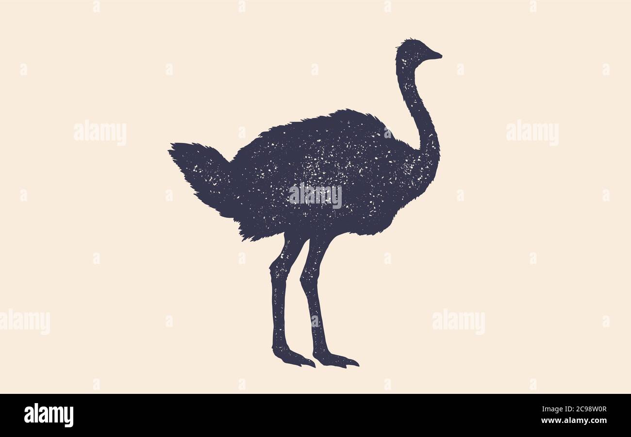 Ostrich. Vintage retro print Stock Vector Image & Art - Alamy