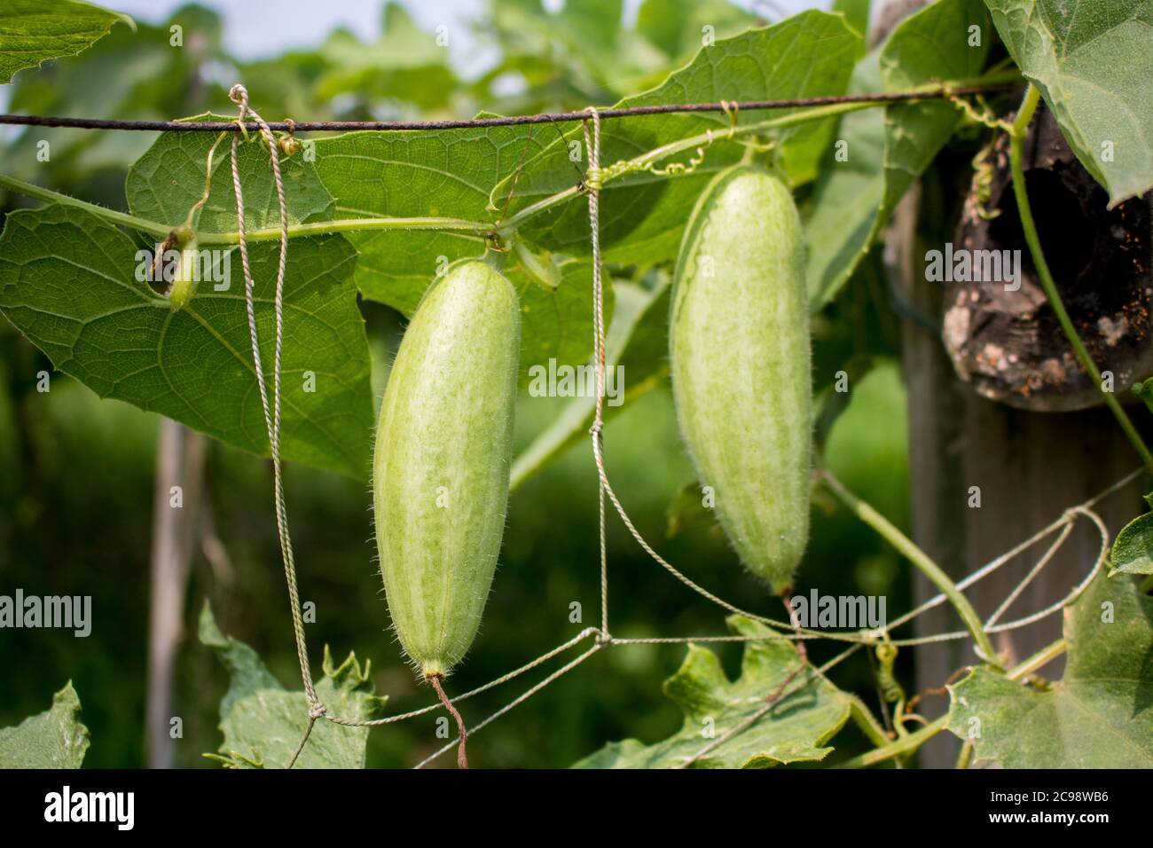 Cucurbitaceae Plants