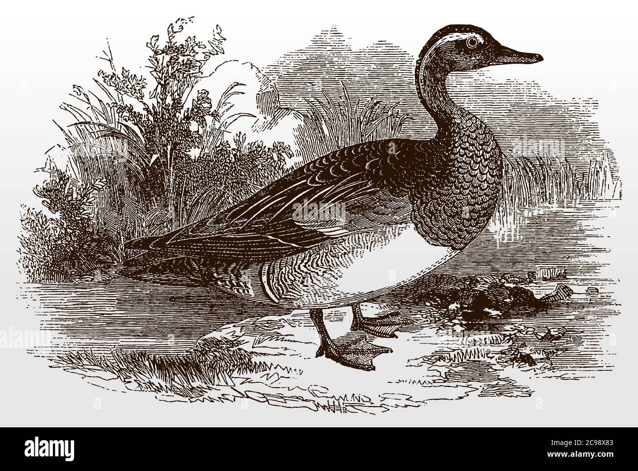 Garganey duck Stock Vector Images - Alamy