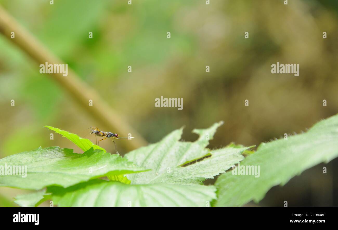 little bug climbing on leaf in garden Stock Photo - Alamy