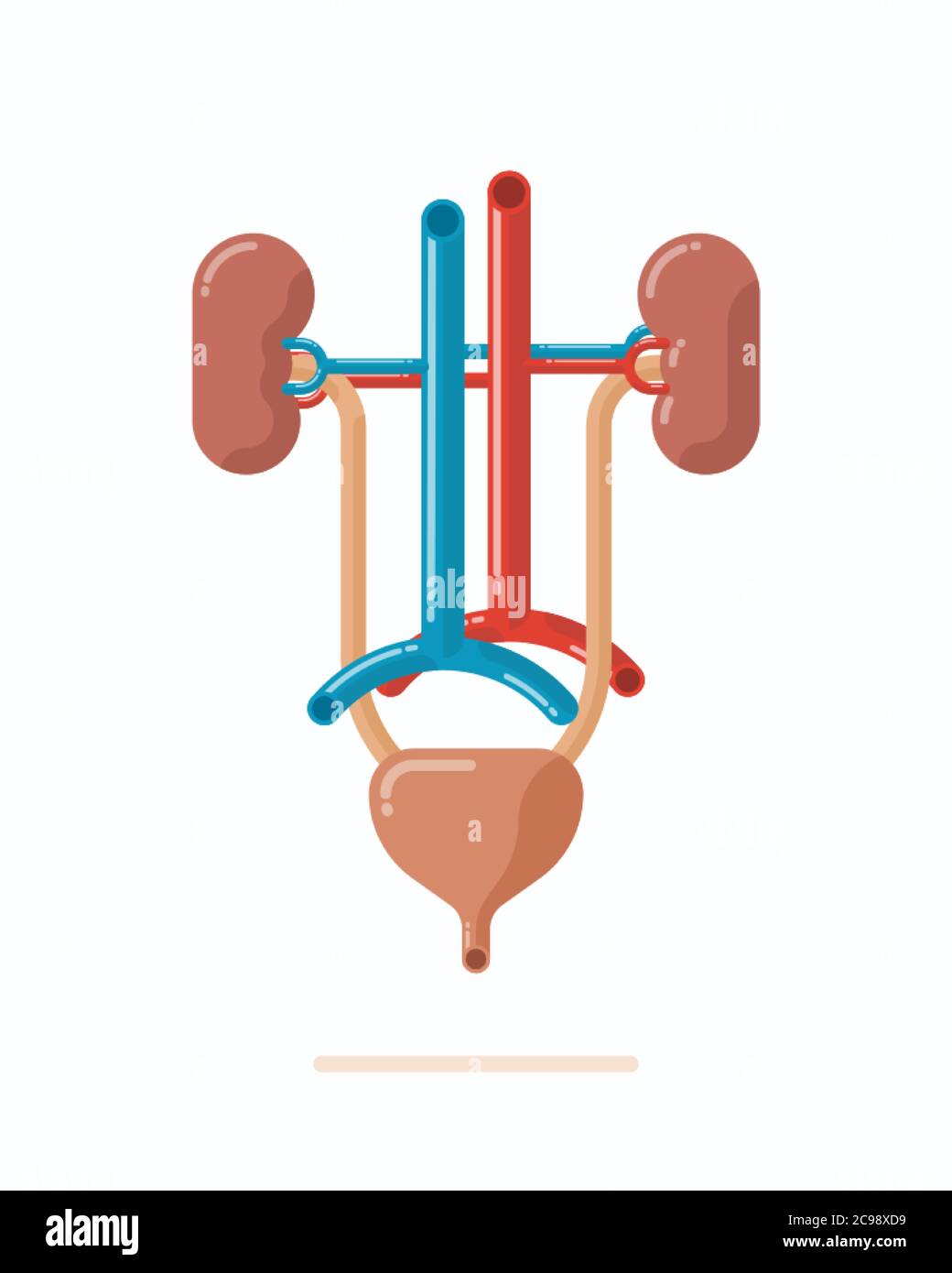Illustration of human urinary system, contains kidneys, ureter, urinary ...