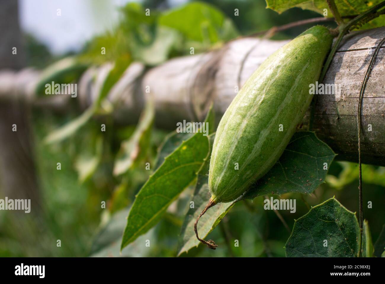 Trichosanthes dioica, also known as pointed gourd, is a vine plant in ...