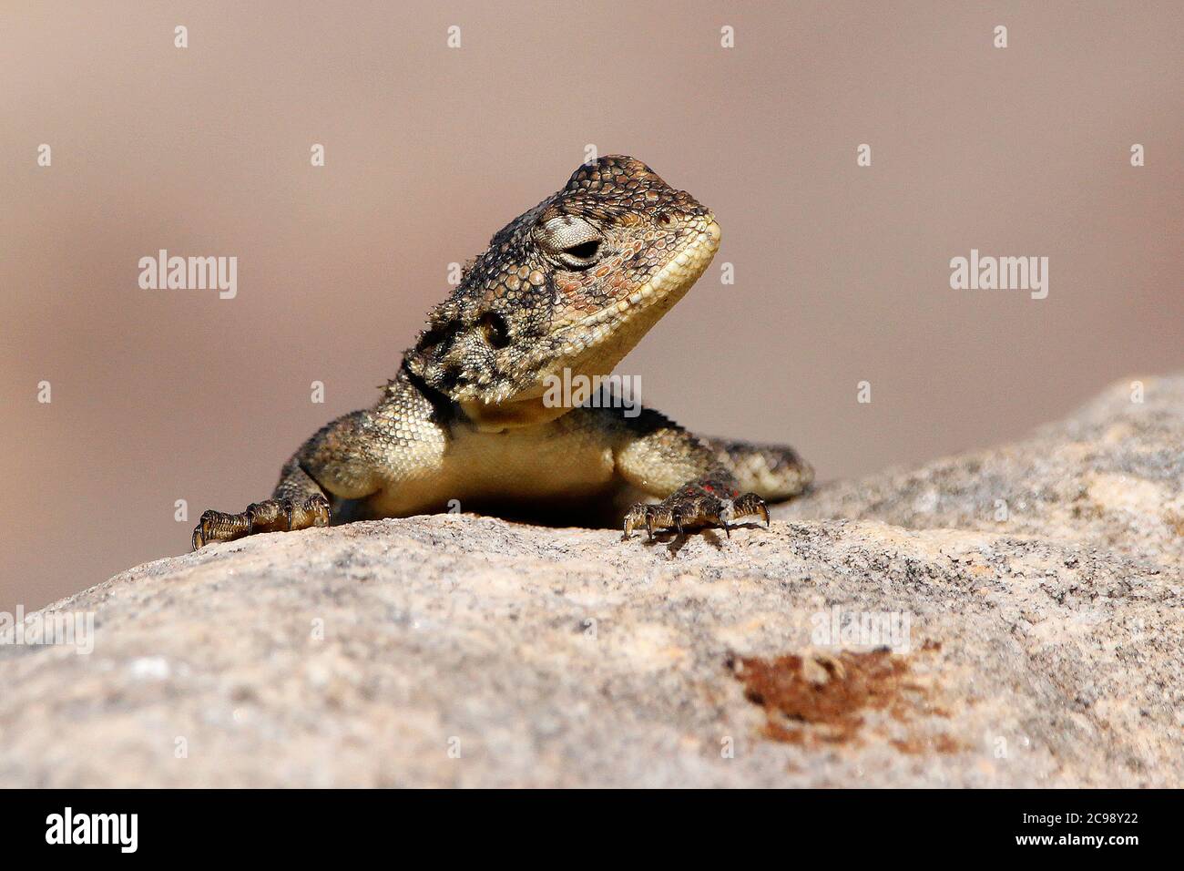 A curious Southern rock agama lizard in Kirstenbosch National Botanical ...