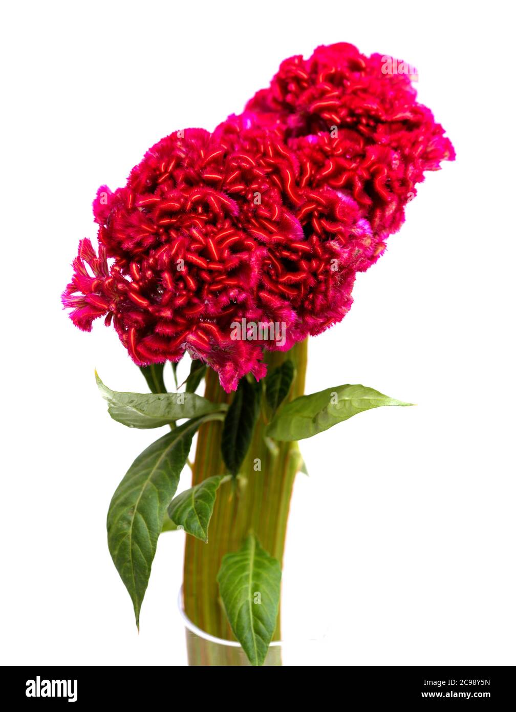 Celosia cristata, cockscomb flower, isolated on plain background Stock ...