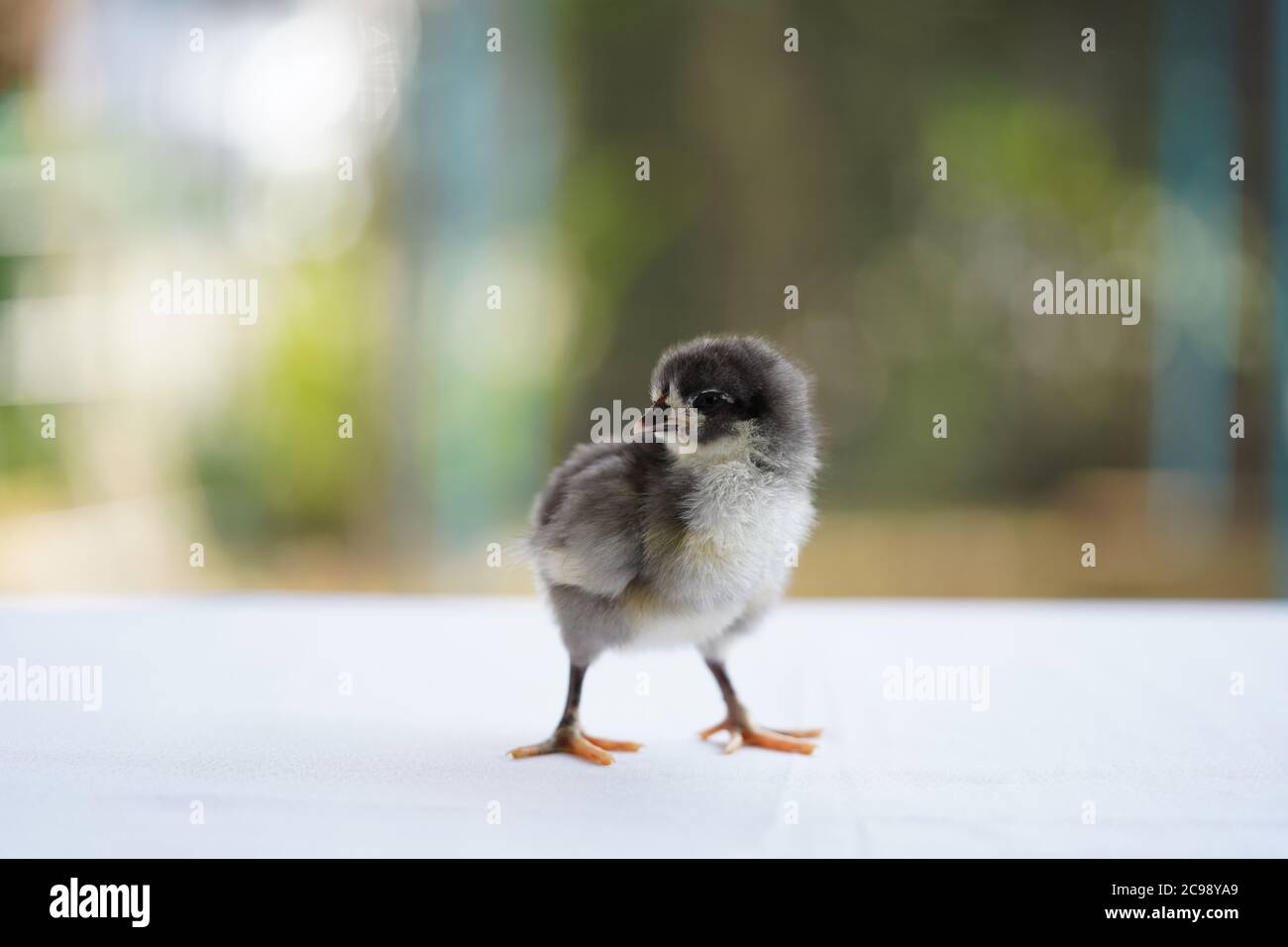 Black Baby Australorp Chick stands on white cloth cover the table with ...
