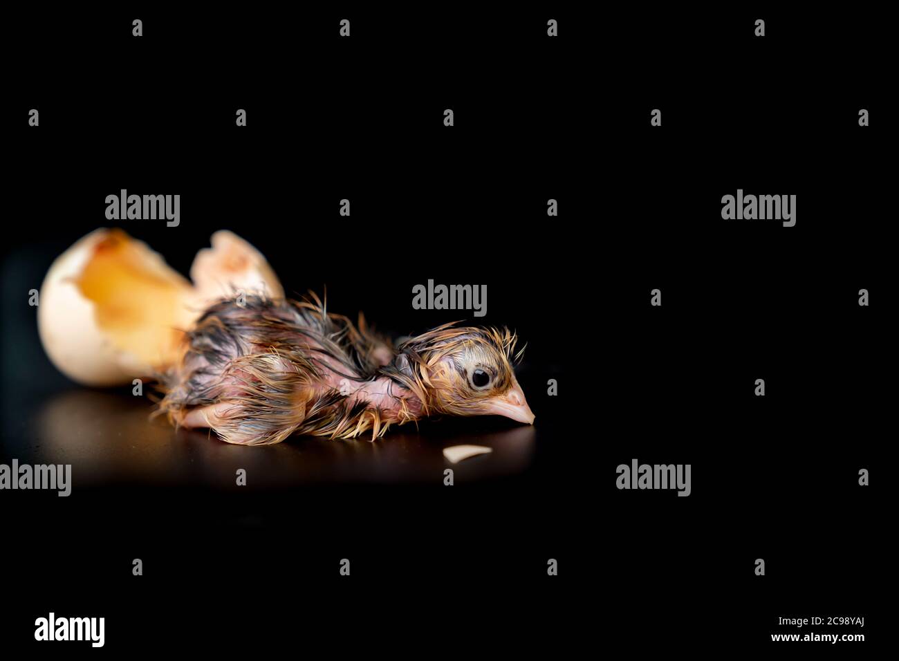 Chick hatches from egg hi-res stock photography and images - Alamy