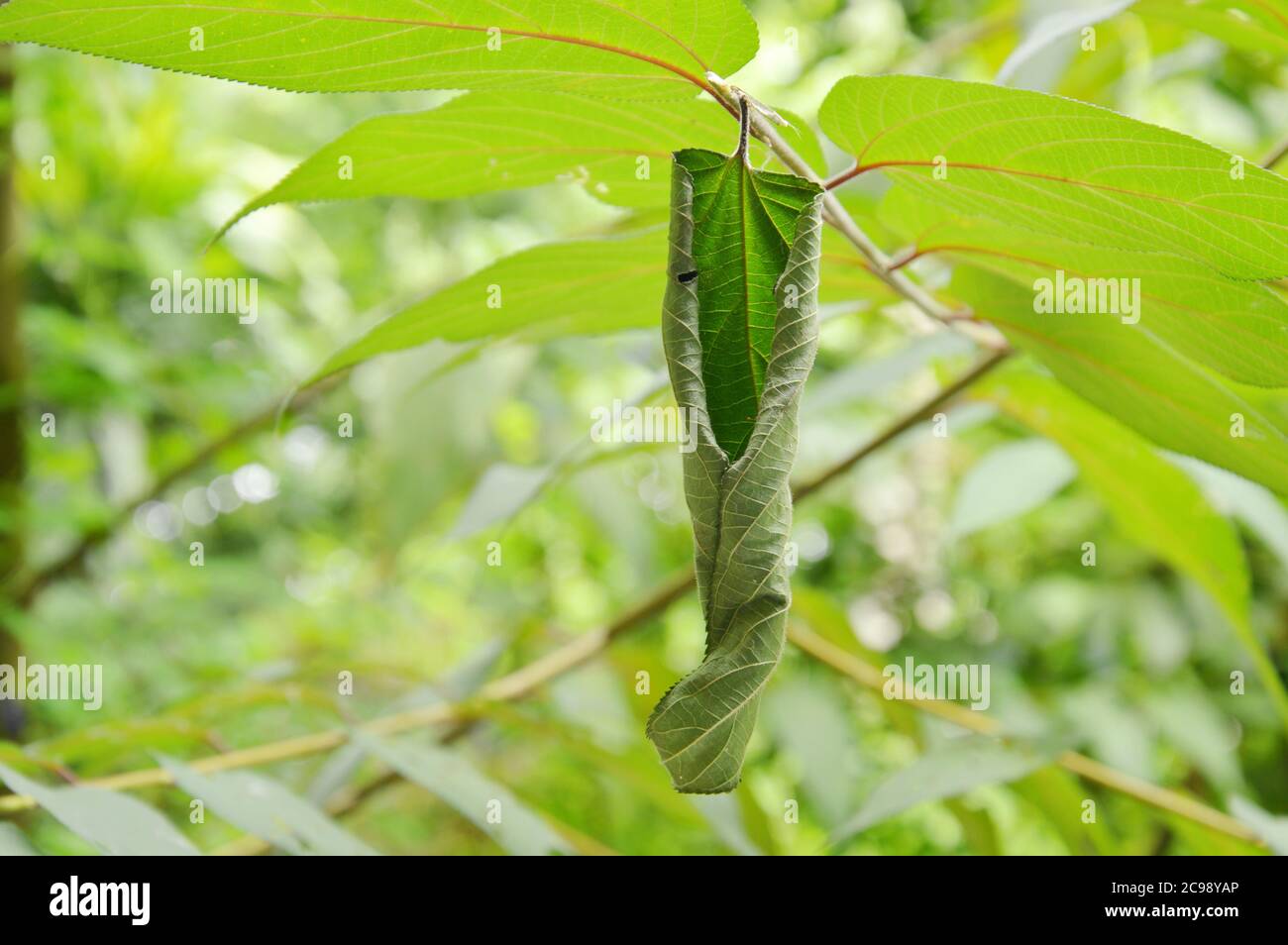 dry leaf roll from branch in garden Stock Photo - Alamy