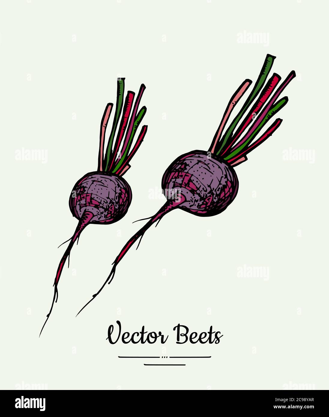 Beet vegetable vector isolate. Red whole beetroot. Vegetables hand ...