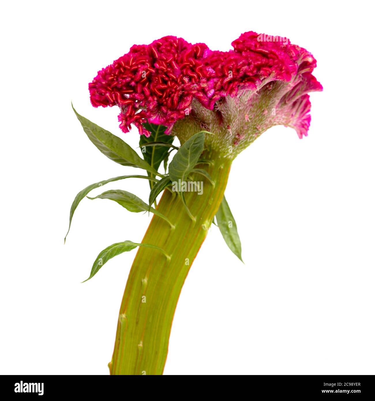 Celosia Cristata Cockscomb High Resolution Stock Photography and Images ...