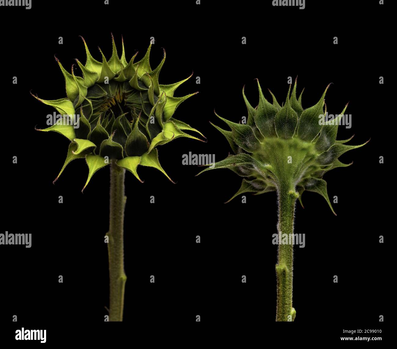 Unopened sunflower isolated on plain background Stock Photo - Alamy