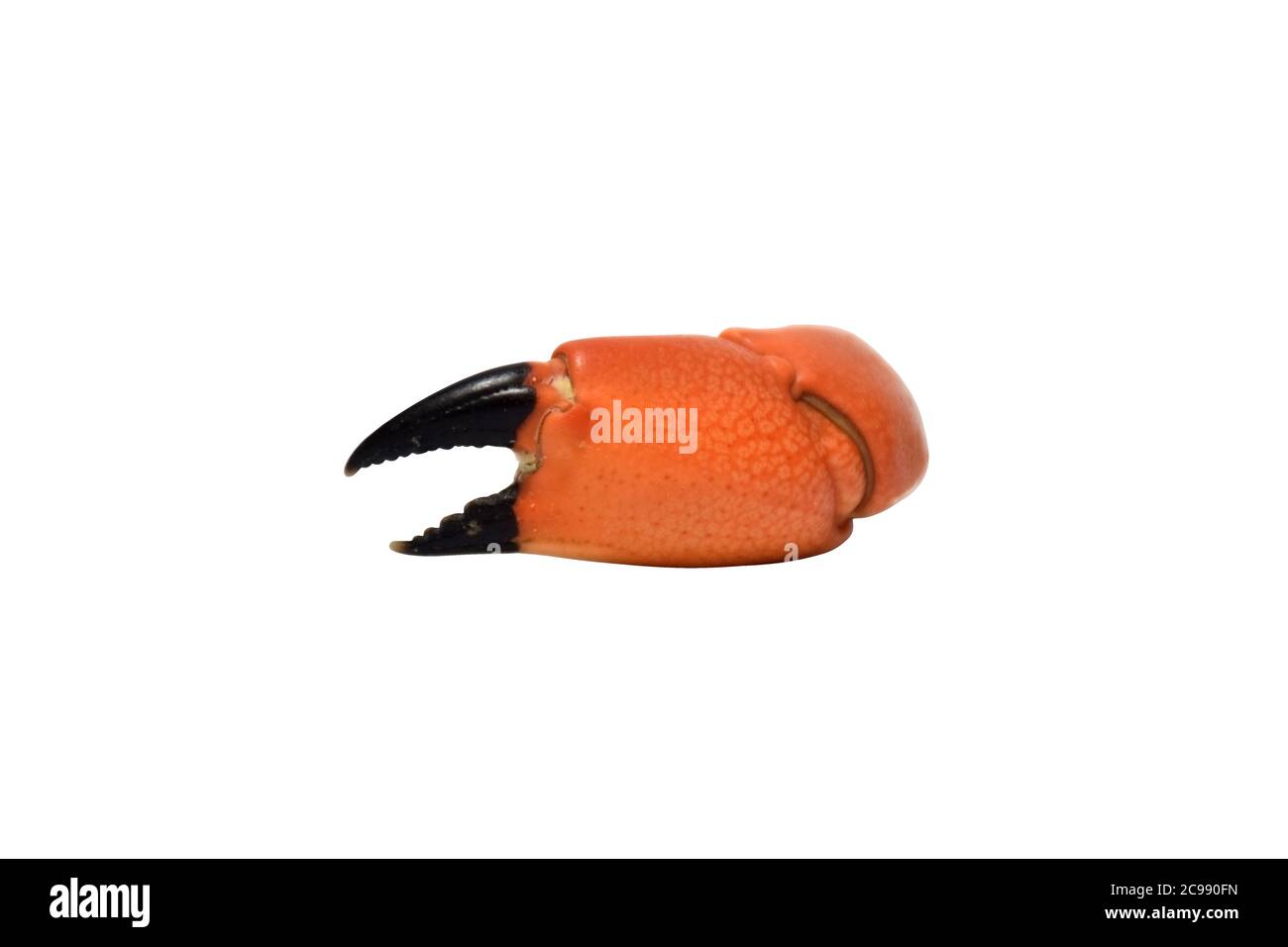 Orange Boiled Crab Claws Isolated On White background with clipping ...
