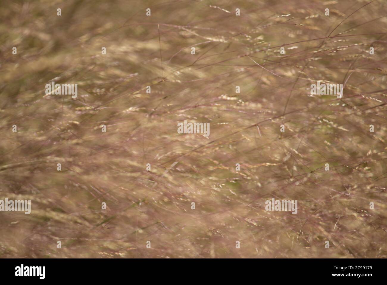 Grassland textures hi-res stock photography and images - Alamy