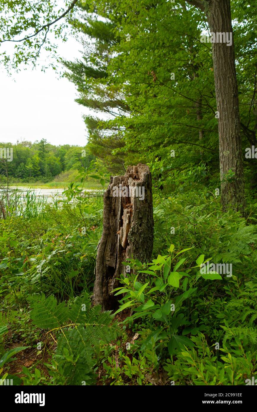 Tree stump in the woods with lake in the background on a cloudy Summer ...