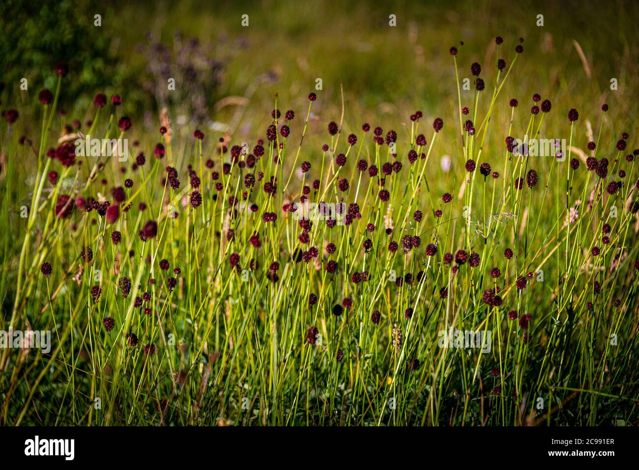 Red Seed heads abstract background ,green and red background nature in ...