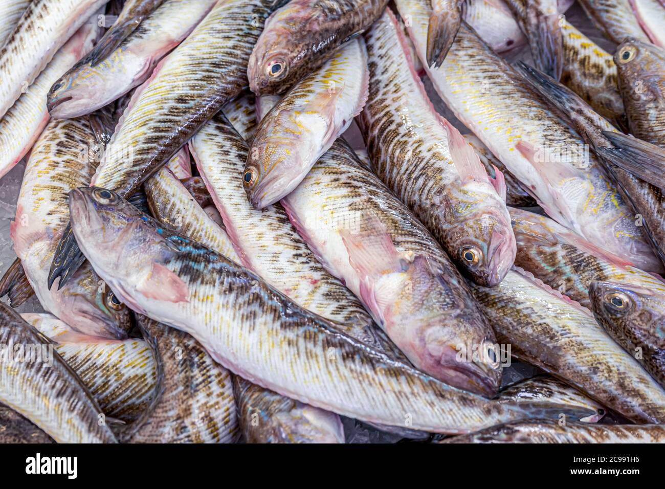 Weever Fish High Resolution Stock Photography and Images - Alamy