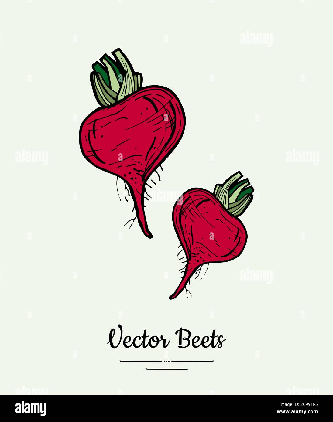 Beet vegetable vector isolate. Red whole beetroot. Vegetables hand ...