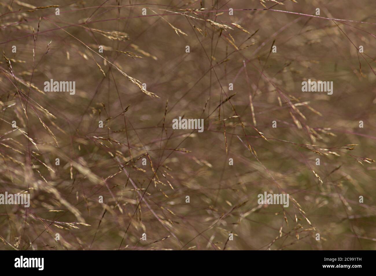 Golden grass hi-res stock photography and images - Alamy
