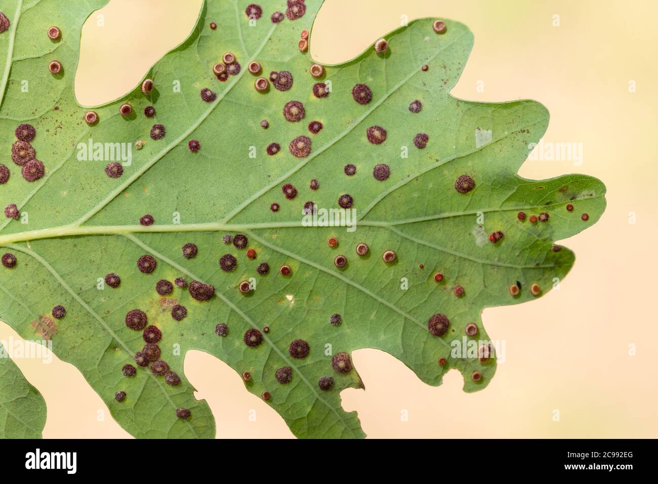 Common spangle galls on the underside of an oak leaf caused by the wasp ...