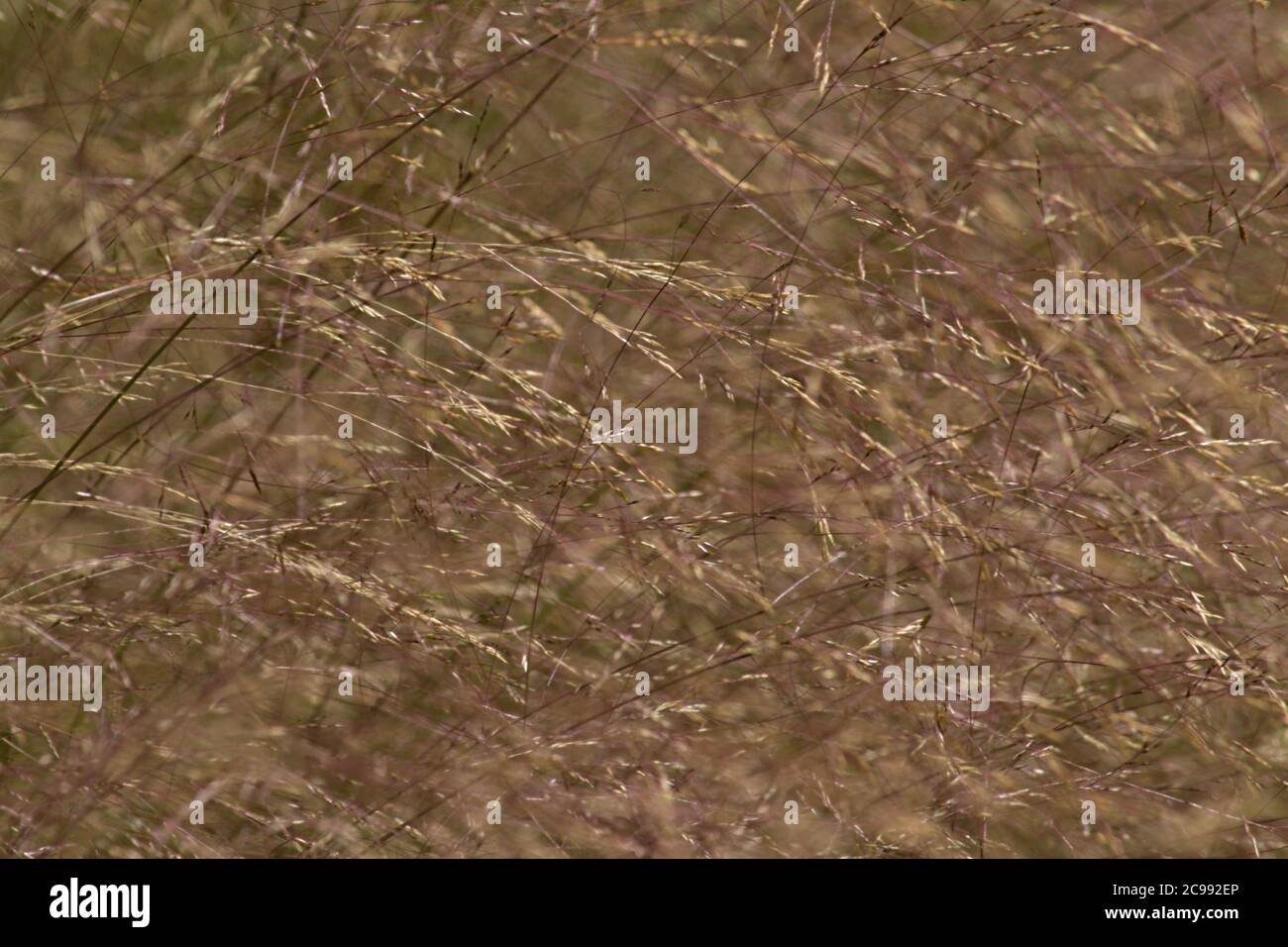 golden grass blurry background textures Stock Photo - Alamy