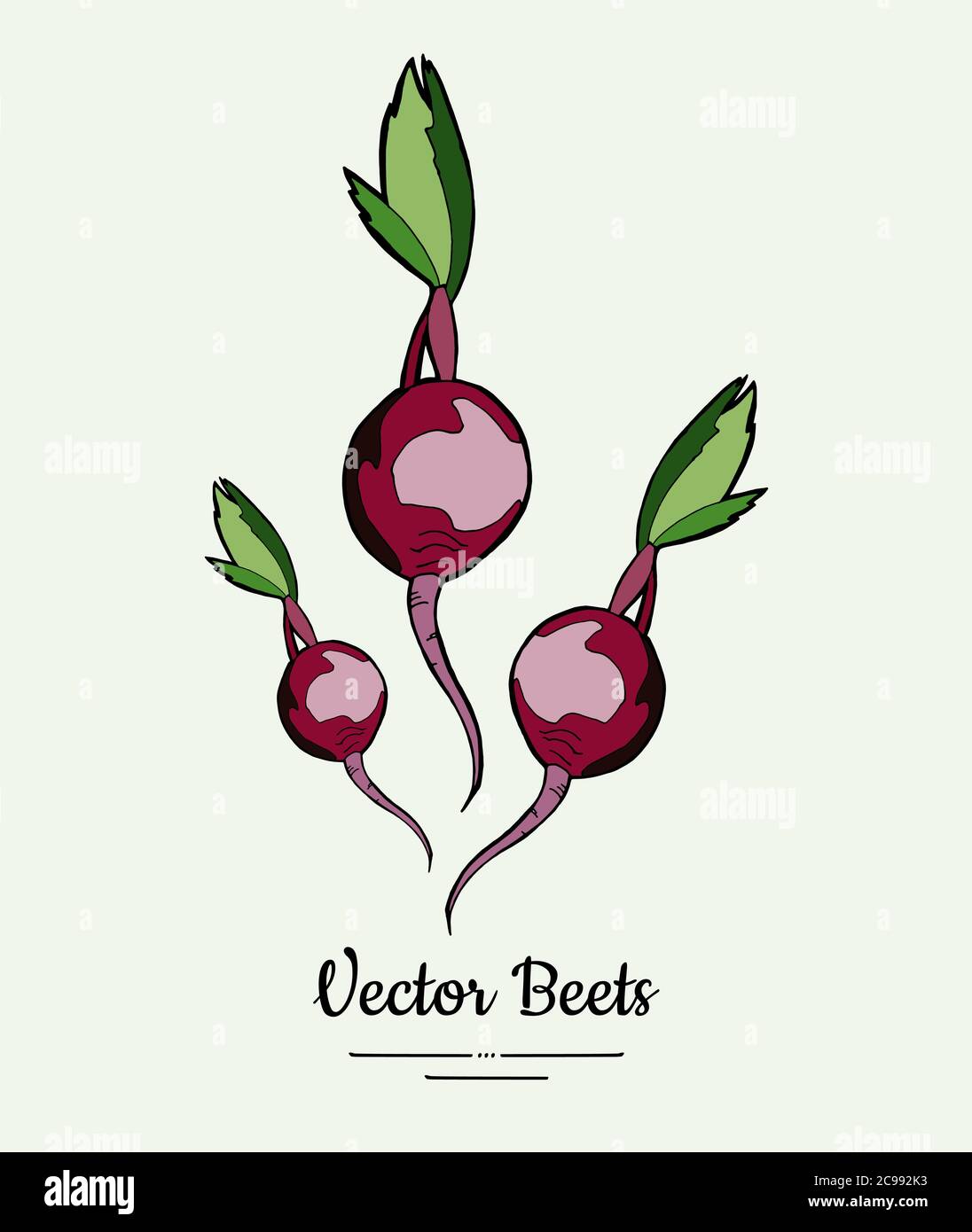 Beet vegetable vector isolate. Red whole beetroot. Vegetables hand ...
