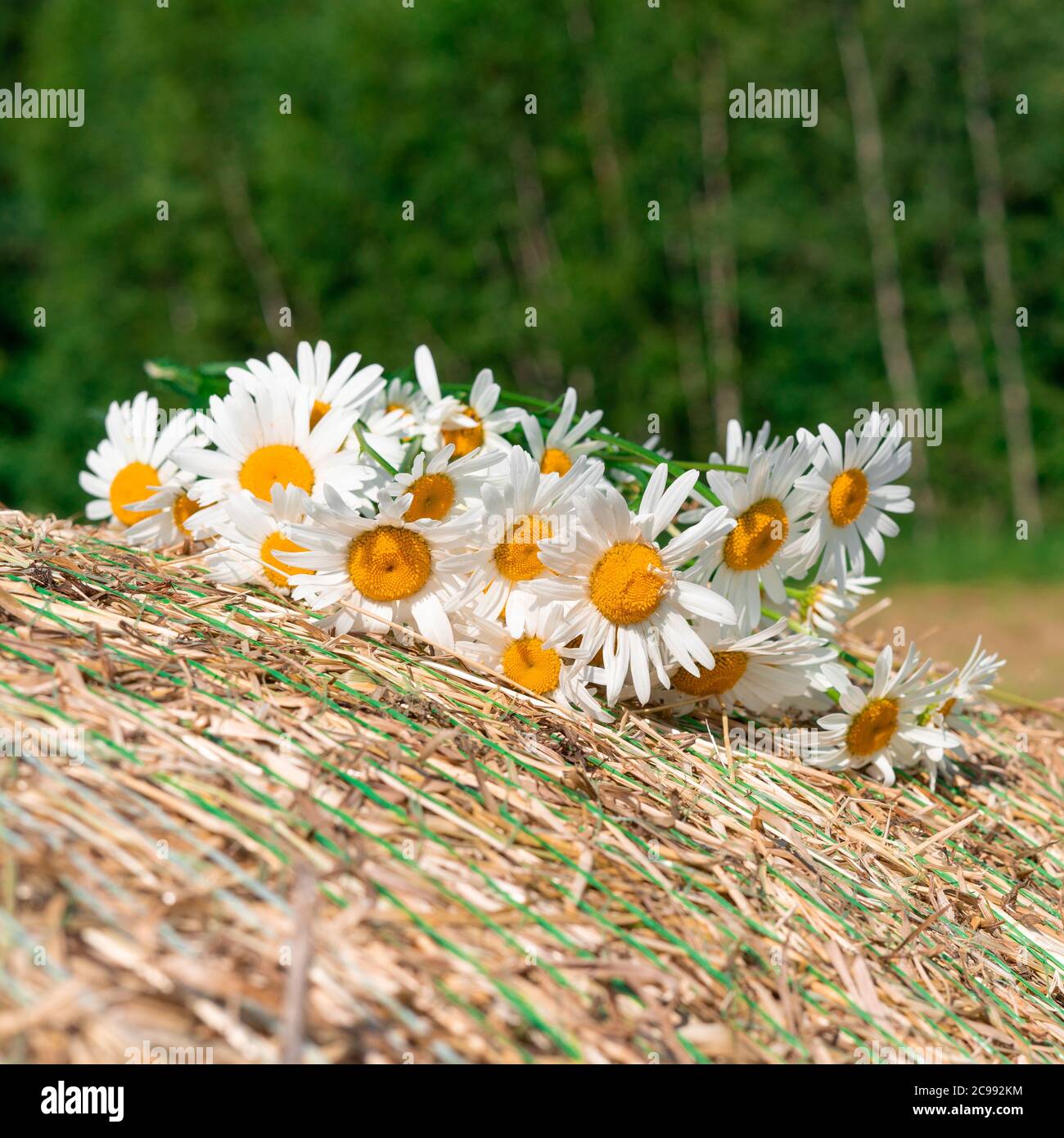 chamomile and summer and hay. cleaning grass for animals Stock Photo ...