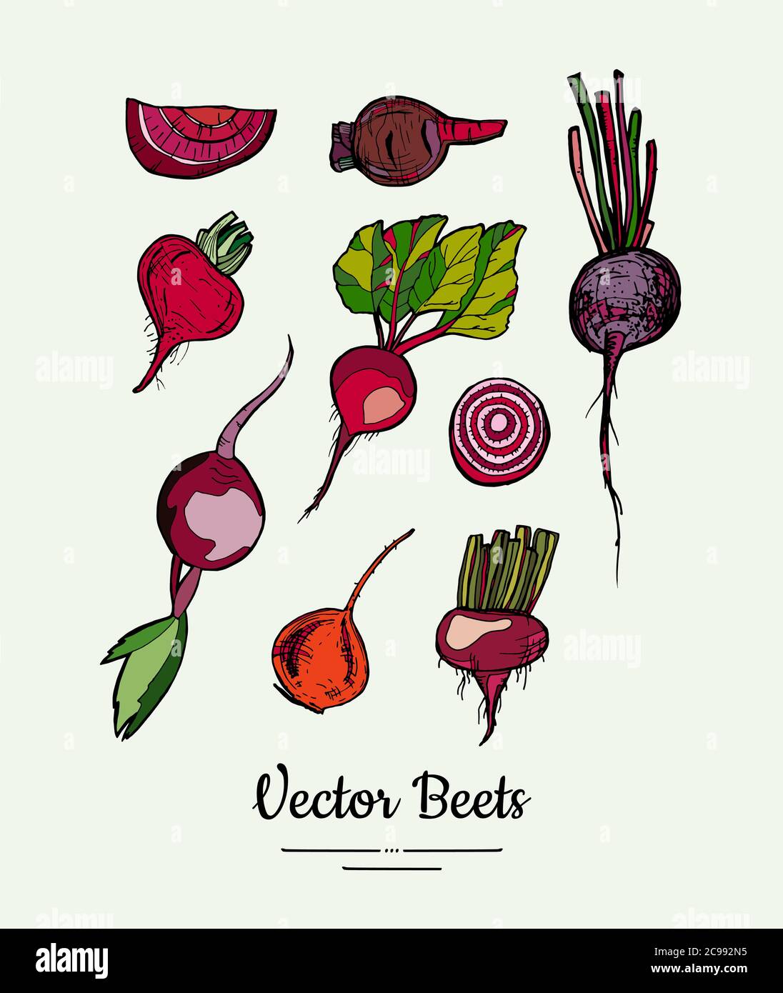 Beet Drawings