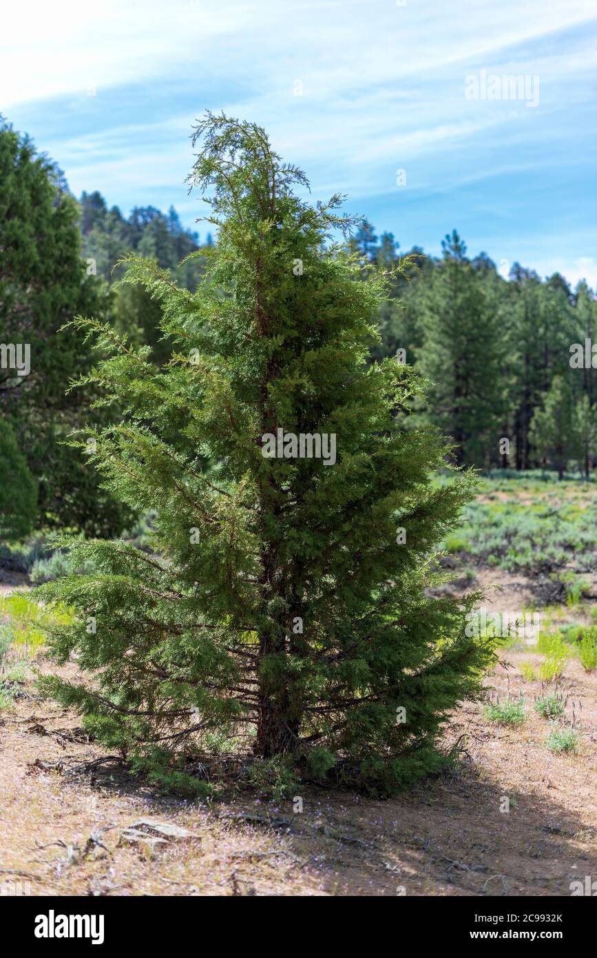 Renewing the forest hi-res stock photography and images - Alamy