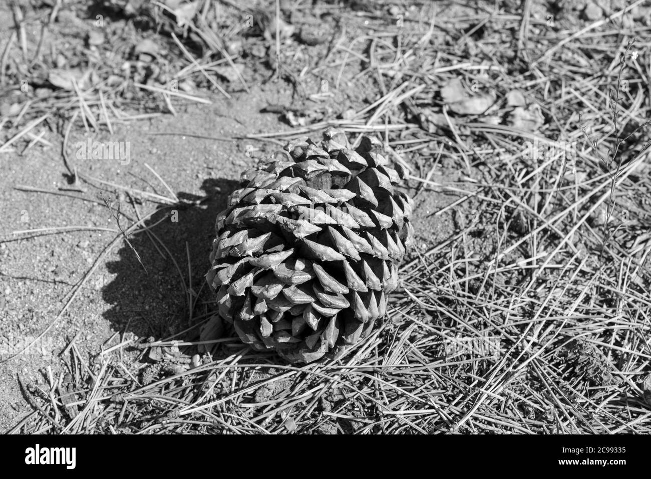 Ground seeds Black and White Stock Photos & Images - Alamy