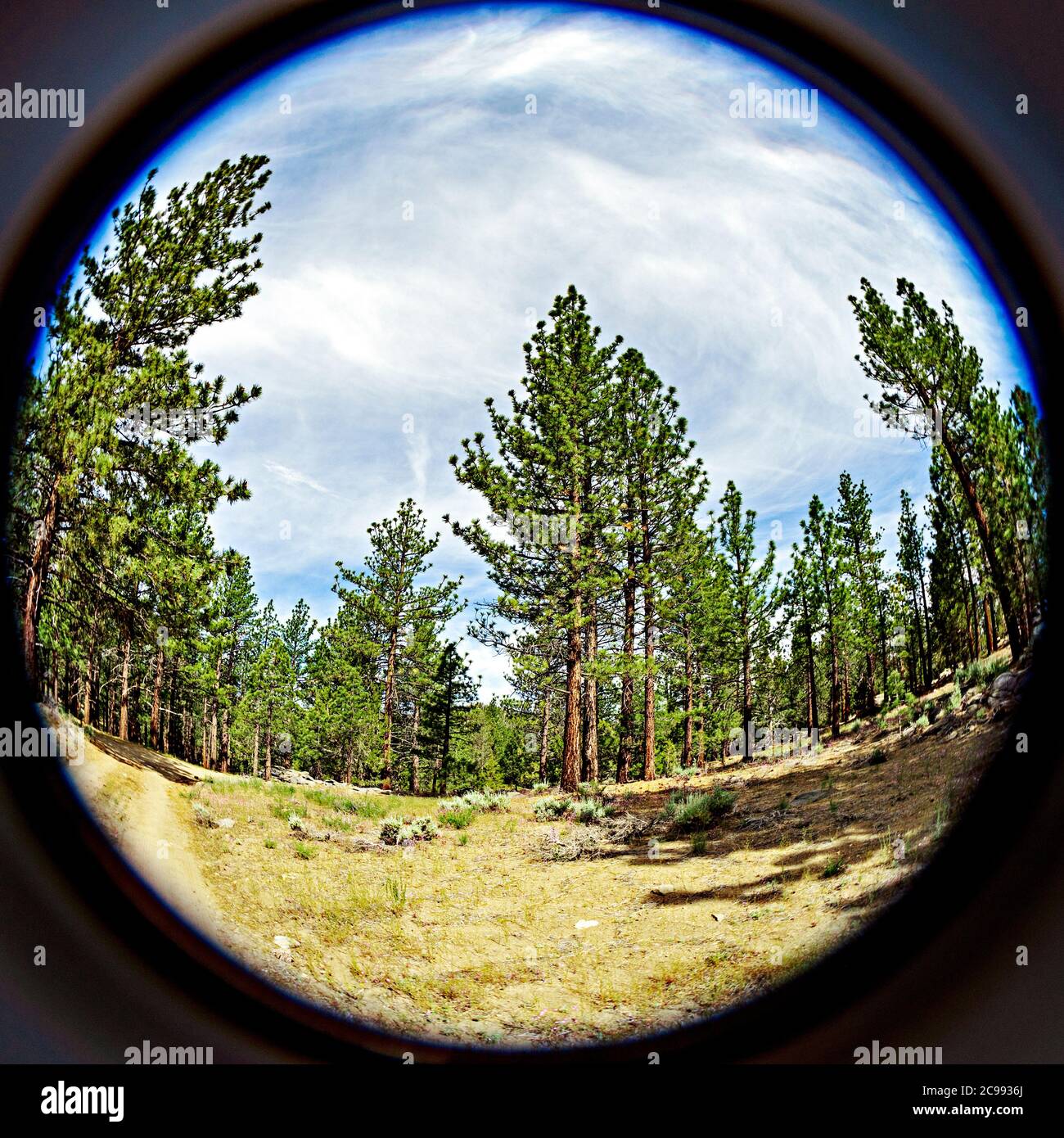fisheye view of forest and clearing under cloudy skies Stock Photo - Alamy