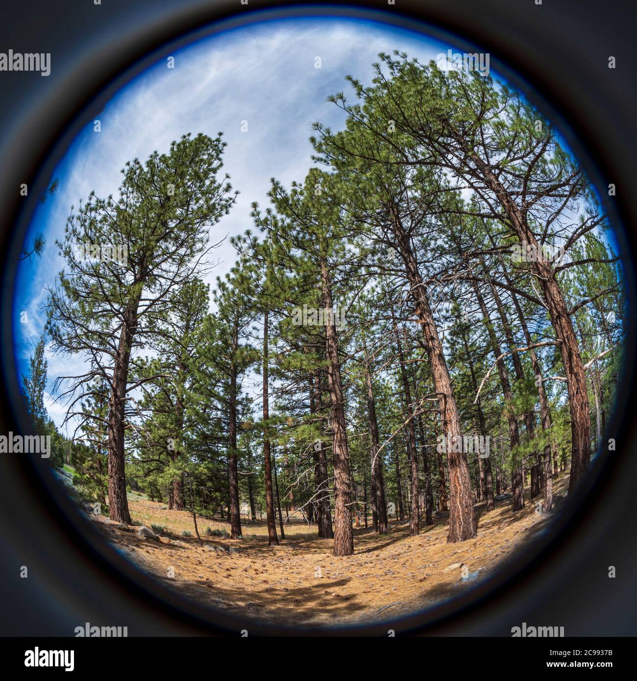 Fisheye view of green forest with tall pine trees Stock Photo - Alamy