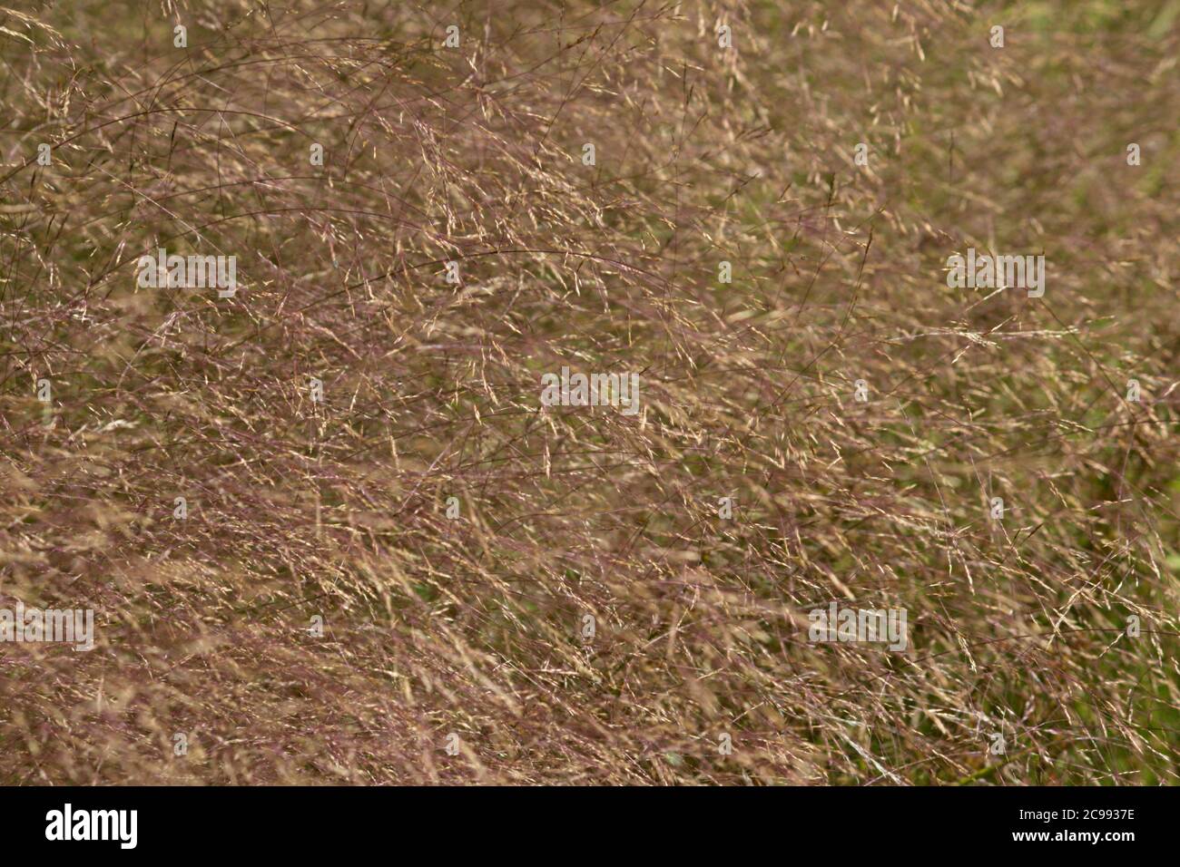 Golden grass hi-res stock photography and images - Alamy